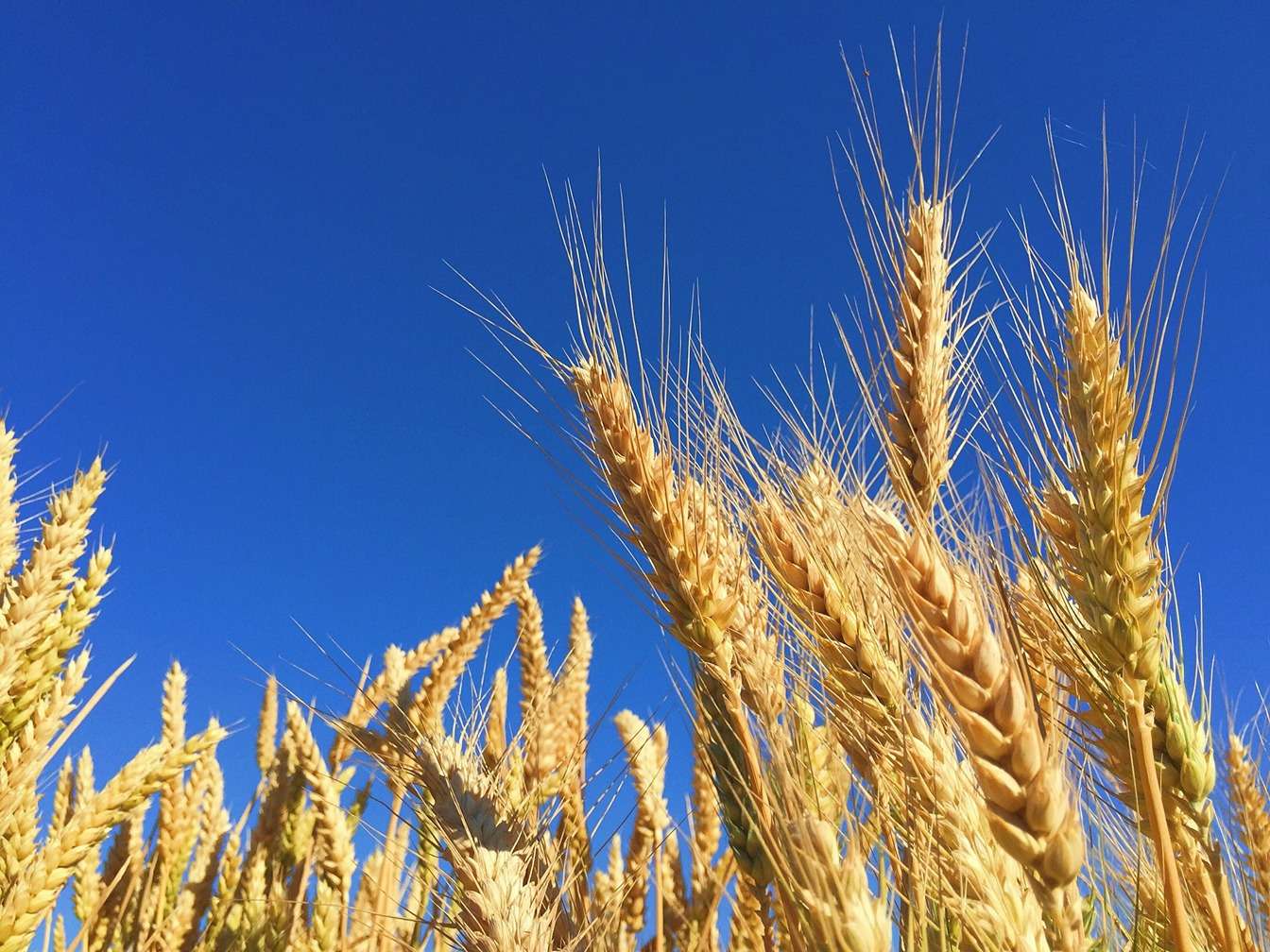 How to Select the Best Organic Basmati Rice for Your Kitchen - Reporter ...